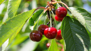 Spotting Poisonous Berries: Your Guide to Safe Foraging