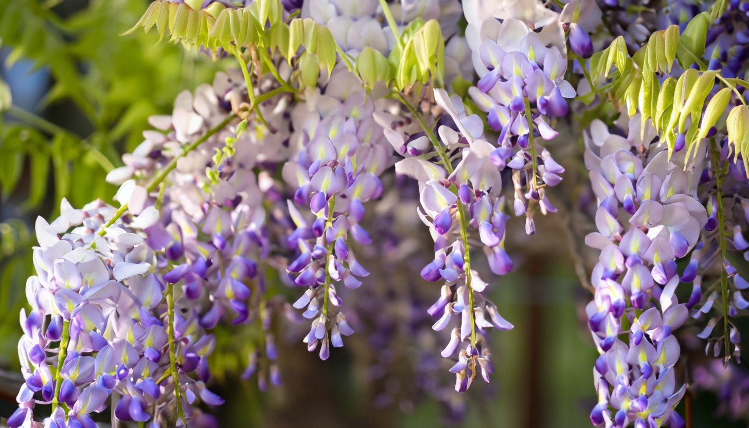 Common Poisonous Plants: Identification and Risks