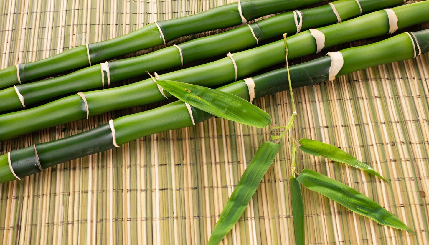 Mastering Bamboo Propagation: Easy Steps for Growth Success