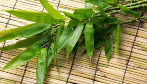 Mastering Bamboo Propagation: Easy Steps for Growth Success